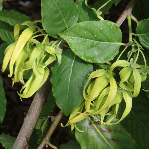 Ylang ylang tree store