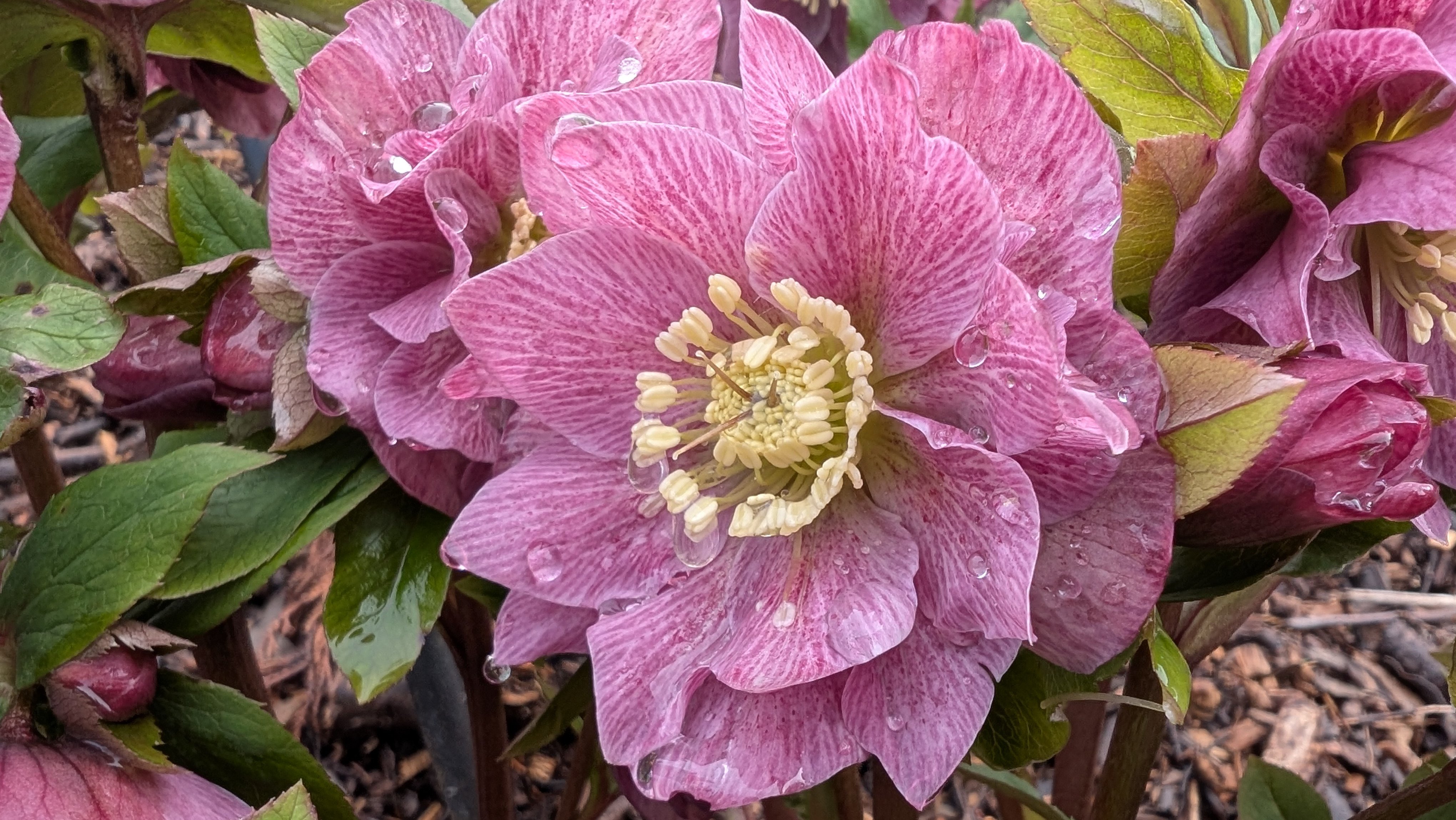 The Secret to Growing Hellebores from Seed: A Gardeners Review | Plant ...