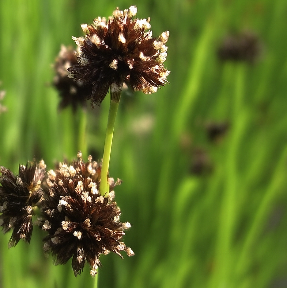 Juncus Ensifolius Seeds | Ornamental Grass Seeds | Plant World Seeds