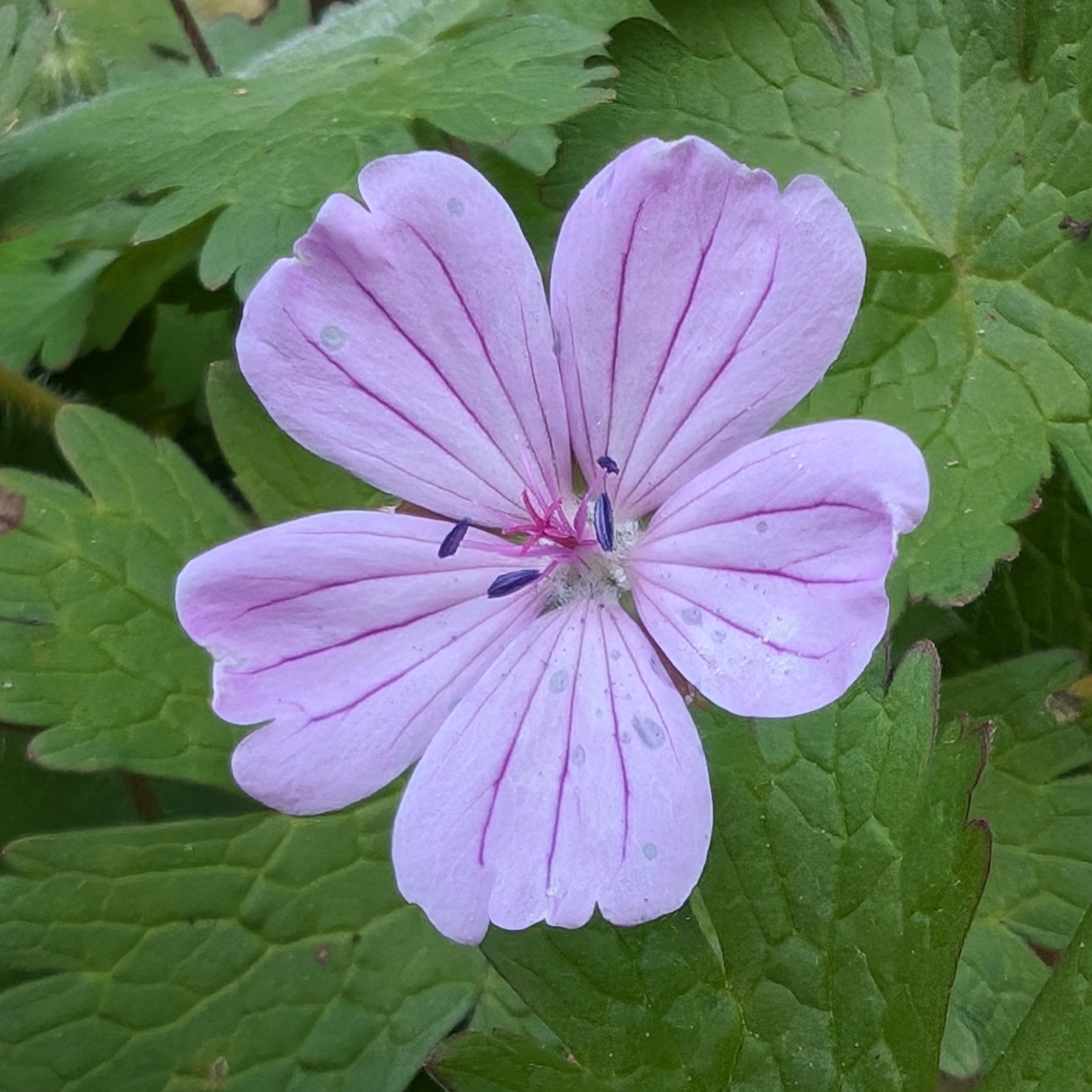 Geranium Albanum Seeds | Perennial Flower Seeds | Plant World Seeds