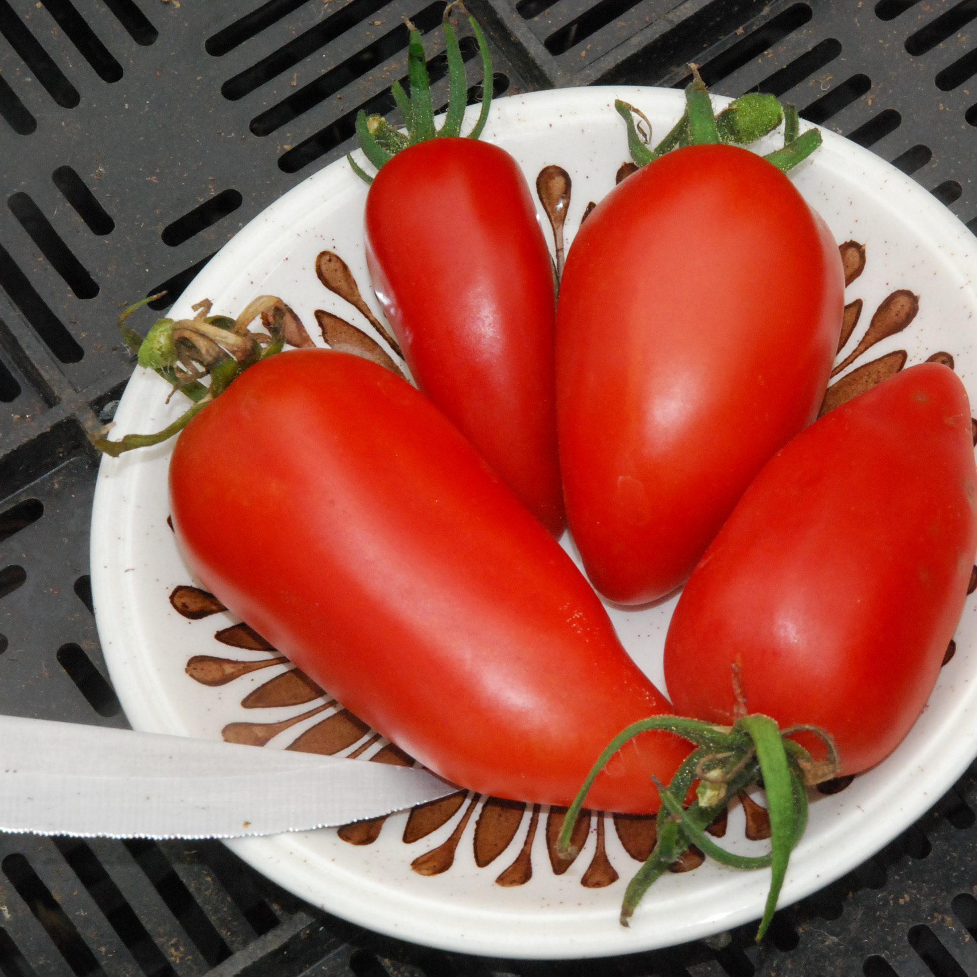 Tomato Federle Seeds | Tomato Seeds | Plant World Seeds