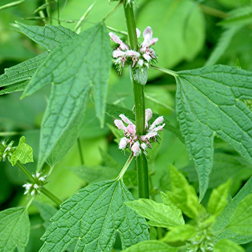Leonurus Cardiaca Seeds | Perennial Flower Seeds | Plant World Seeds