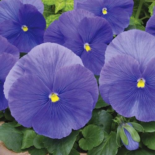 Pansy 'True Blue' Seeds | Annual Flower Seeds | Plant World Seeds