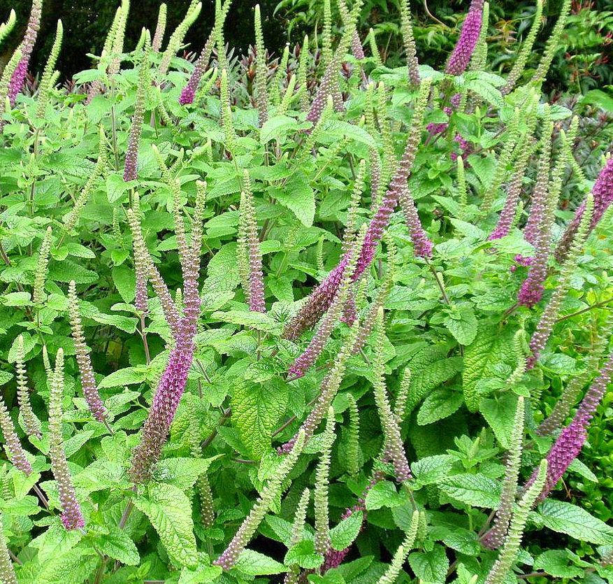 Teucrium Hircanicum Seeds | Perennial Flower Seeds | Plant World Seeds