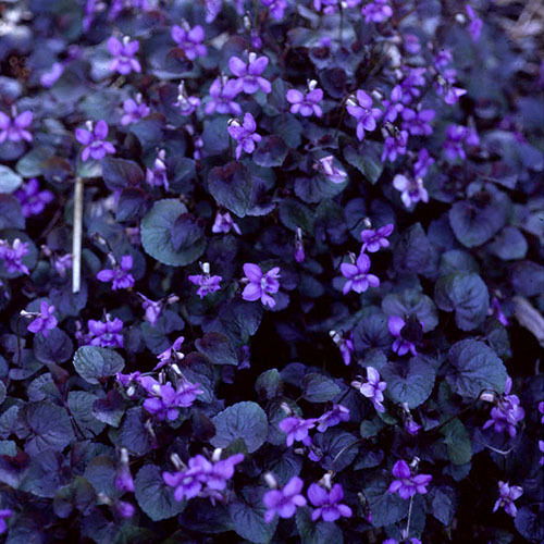 Viola Labradorica Purpurea Seeds | Perennial Flower Seeds | Plant World ...