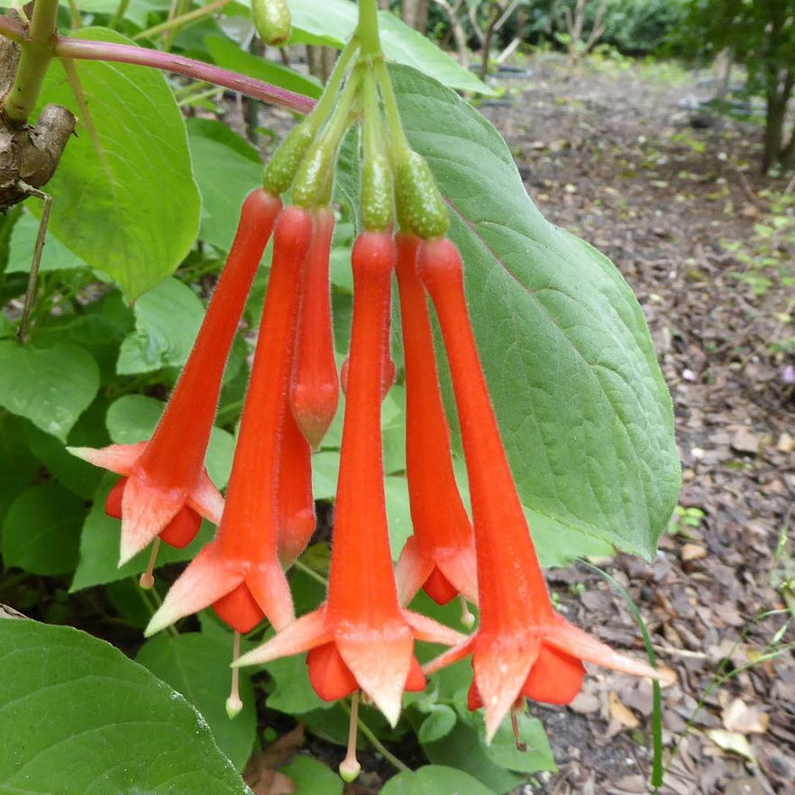 Fuchsia Vulcanica Seeds | Exotic Tree & Shrub Seeds | Plant World Seeds