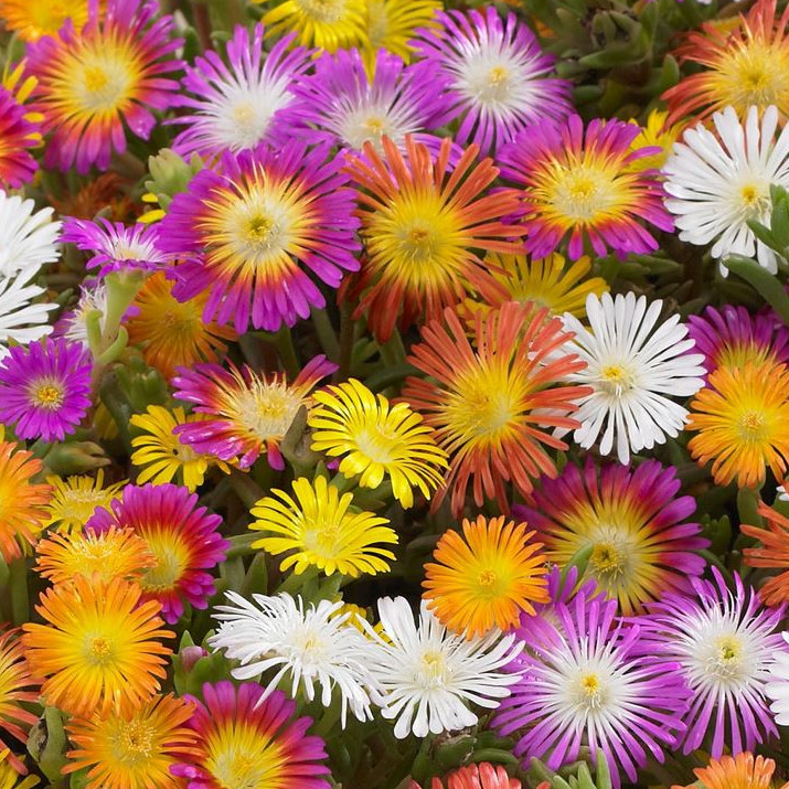 Delosperma Hardy Hybrid Mix Seeds | Alpine Plant Seeds | Plant World Seeds